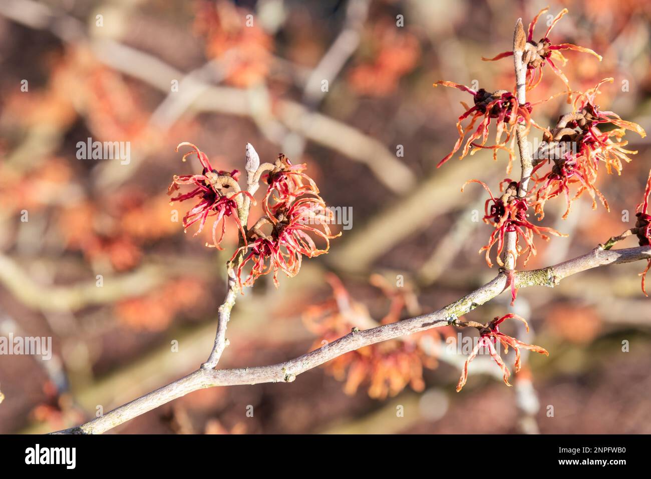 Hamamelis x intermedia 'Diane' Witch Hazel Stock Photo - Alamy
