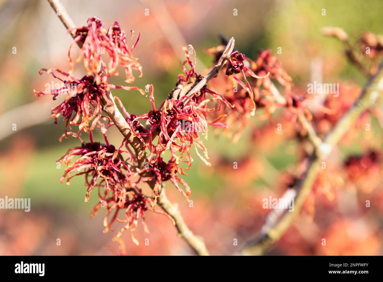 Hamamelis x intermedia 'Diane' Witch Hazel Stock Photo - Alamy