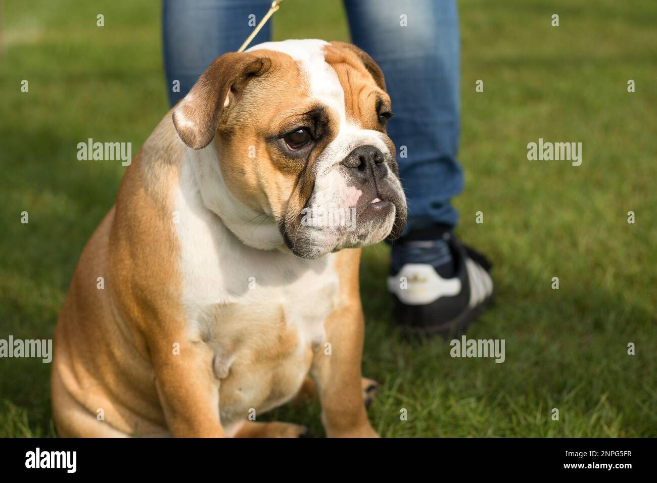 English bulldog competition hi-res stock photography and images - Alamy