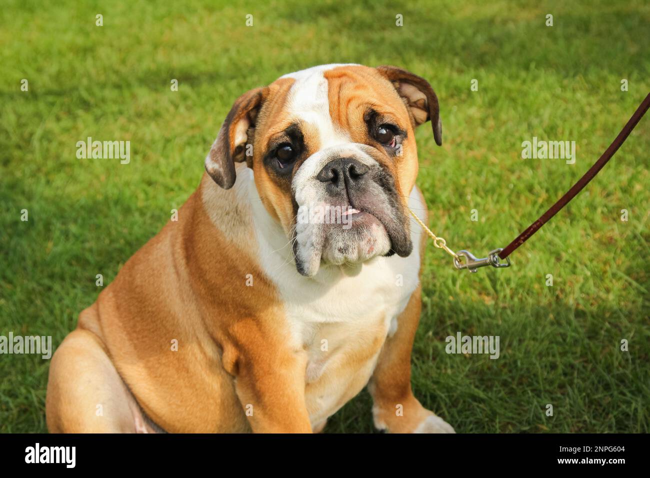 English bulldog competition hi-res stock photography and images - Alamy