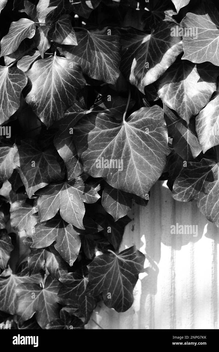Leafy vine leaves growing on a wall in a black and white monochrome ...