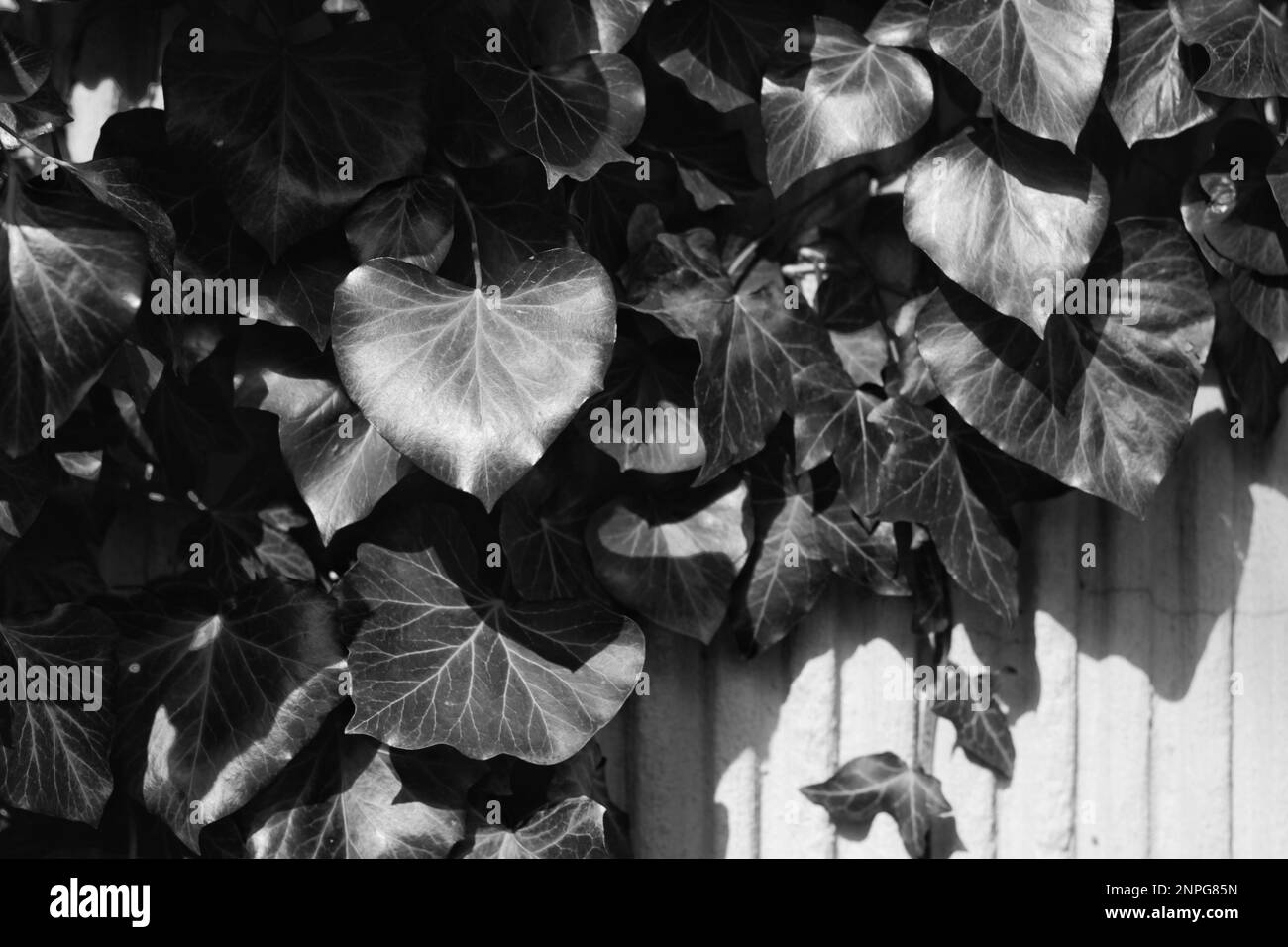 Leafy vine leaves growing on a wall in a black and white monochrome ...