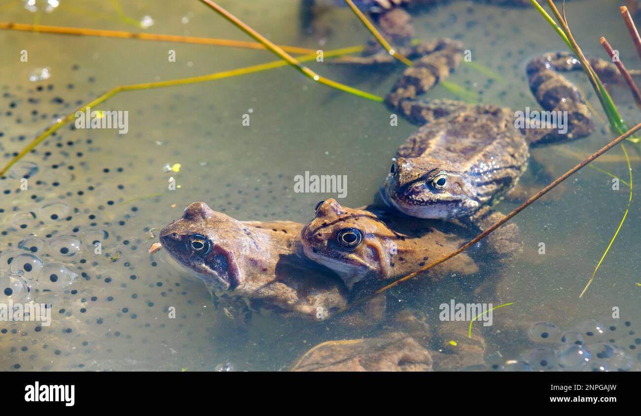 European Common brown Frogs in latin Rana temporaria with eggs Stock ...