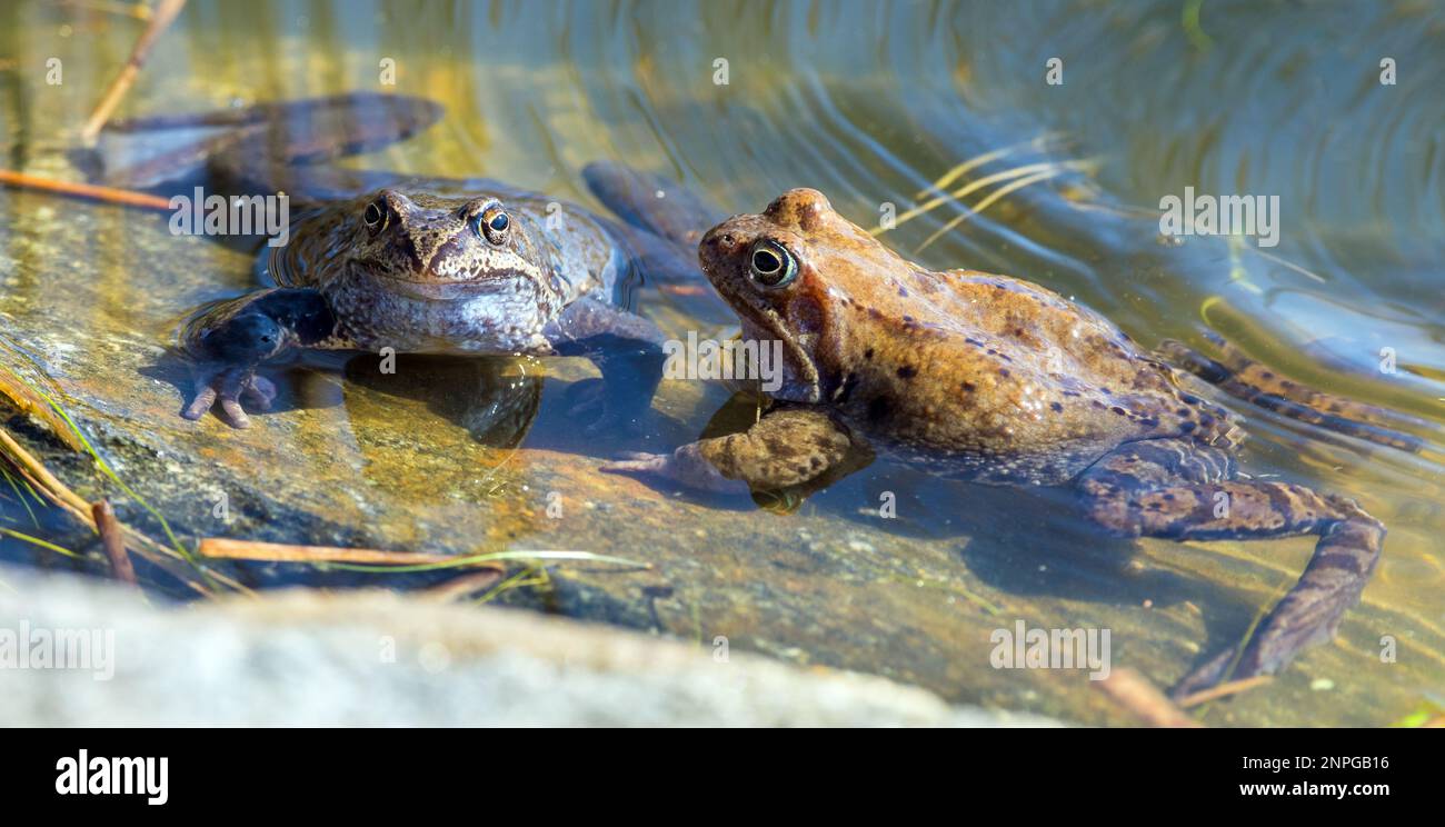 Two European Common brown Frogs in latin Rana temporaria grass frog ...