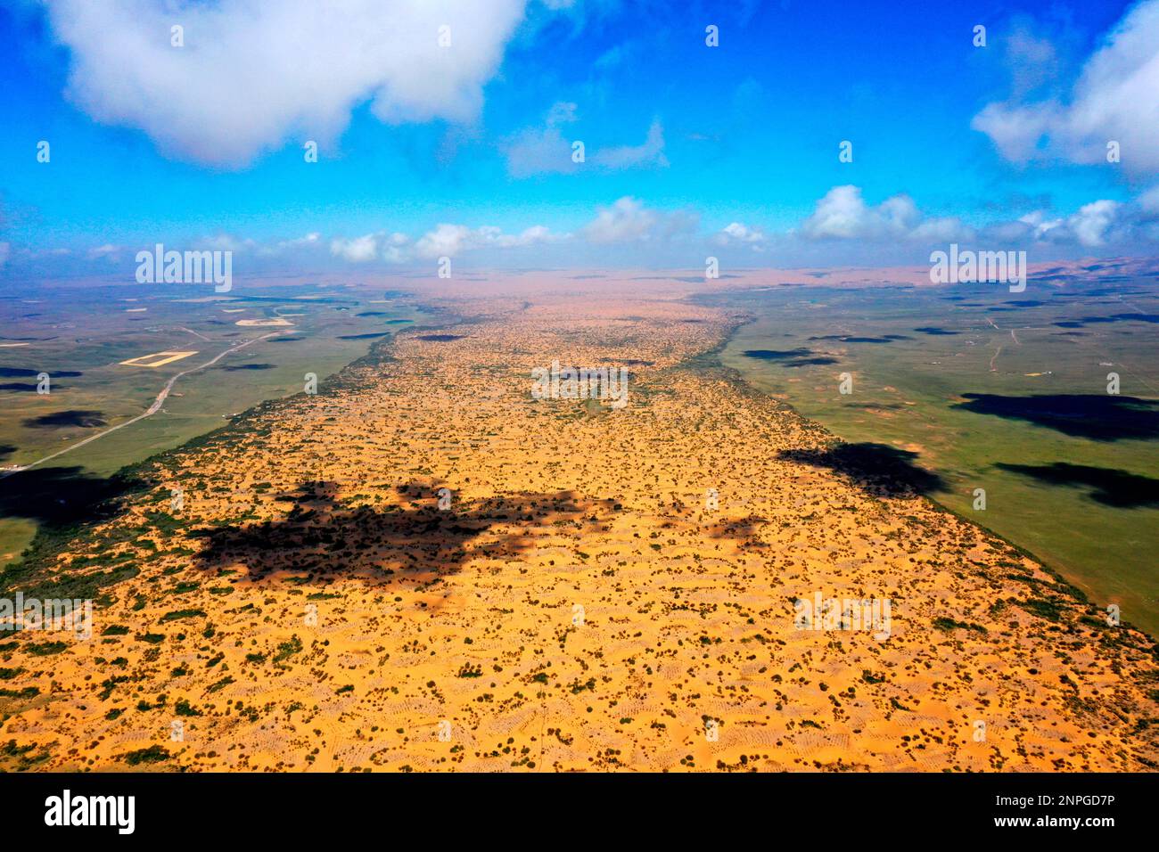 The green trees are planted for desertification control in the ...