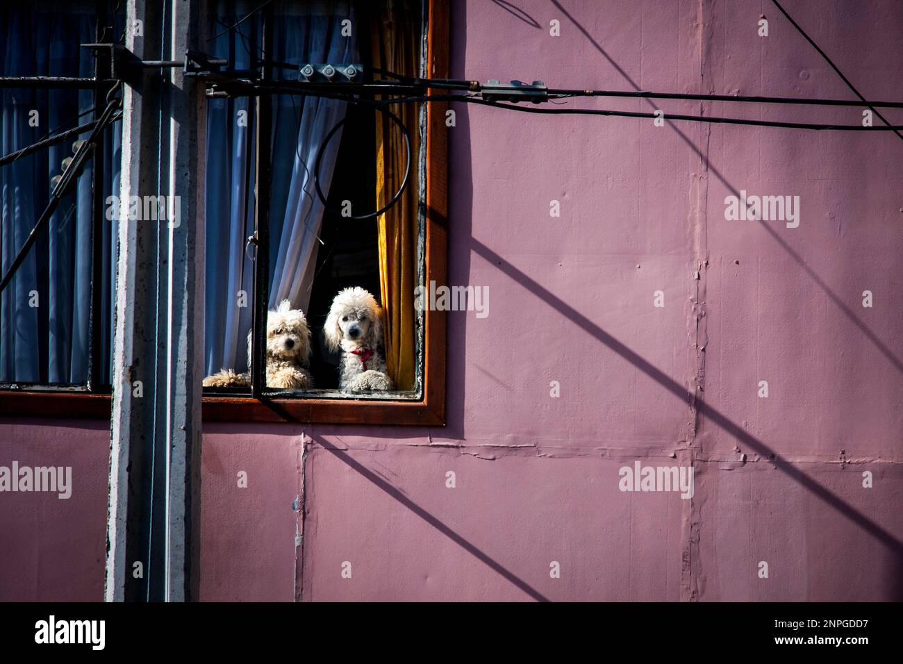 Funny pets hi-res stock photography and images - Alamy