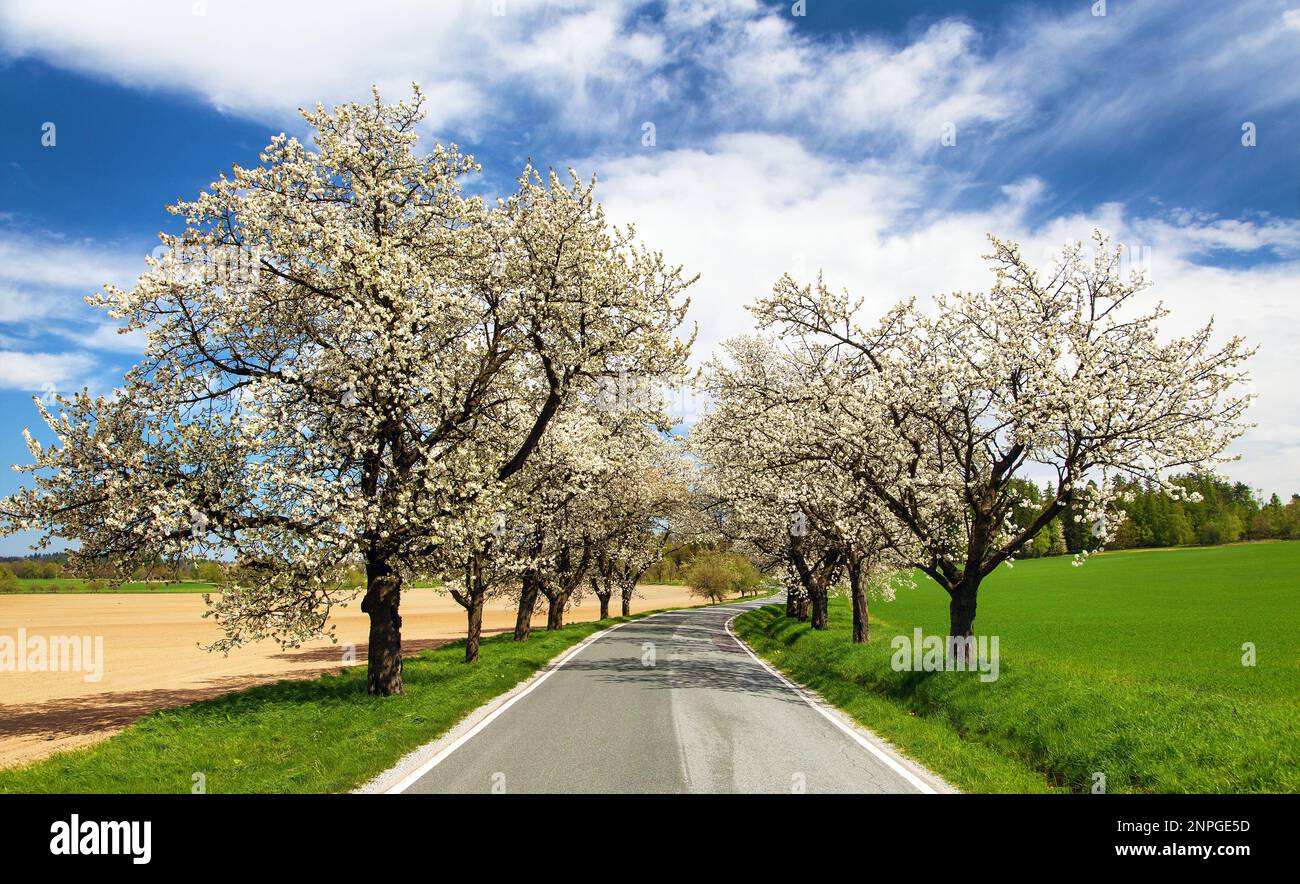 road and alley of flowering cherry trees in latin Prunus cerasus with ...