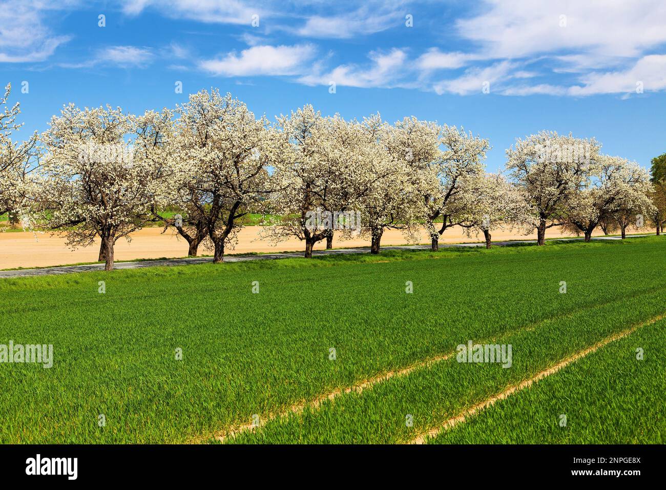 green field, road and alley of flowering cherry trees in latin Prunus ...