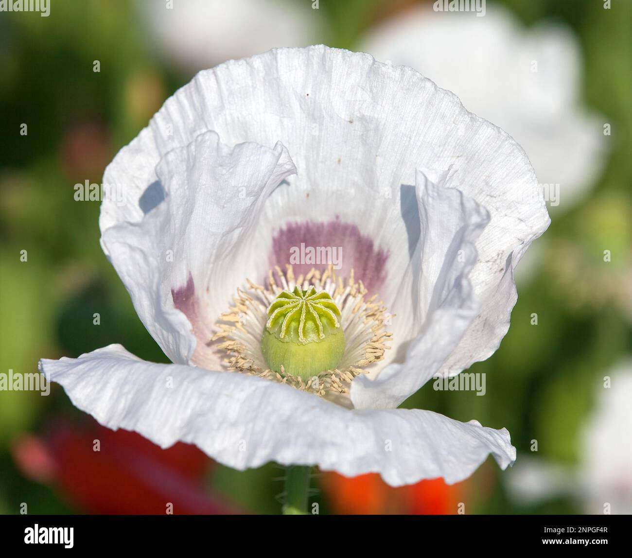 Detail of opium poppy flower, in latin papaver somniferum, white ...