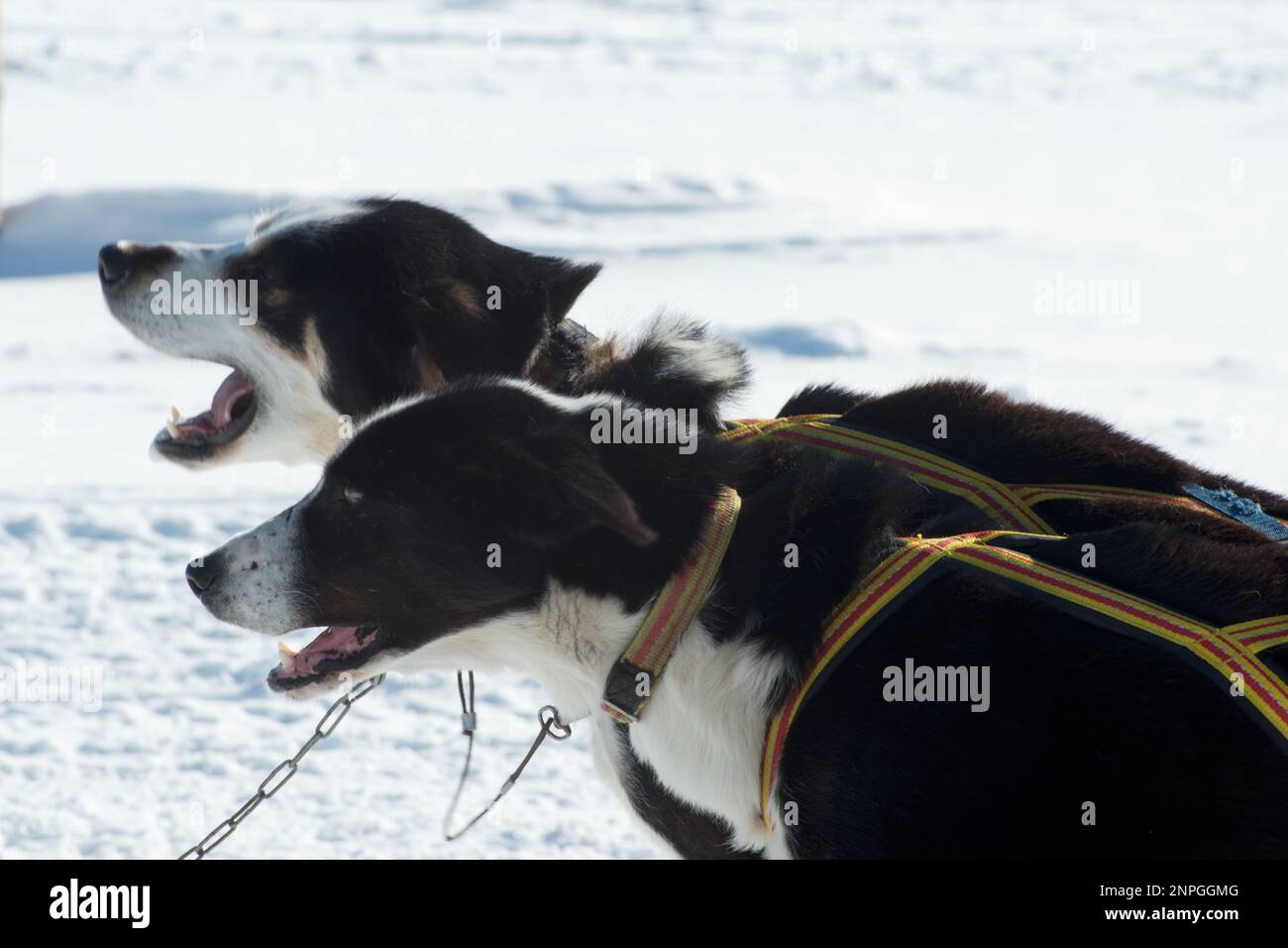 Two siberian dogs pulling a sledgding. Lapland Stock Photo - Alamy