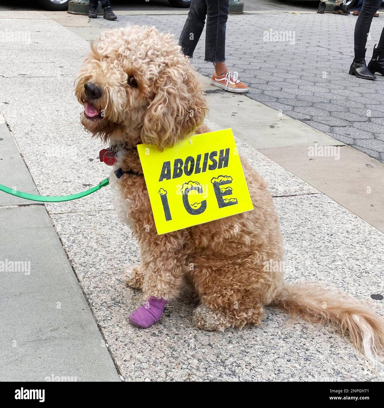 Photo by: STRF/STAR MAX/IPx 2020 9/16/20 A dog wearing an 'Abolish ICE ...