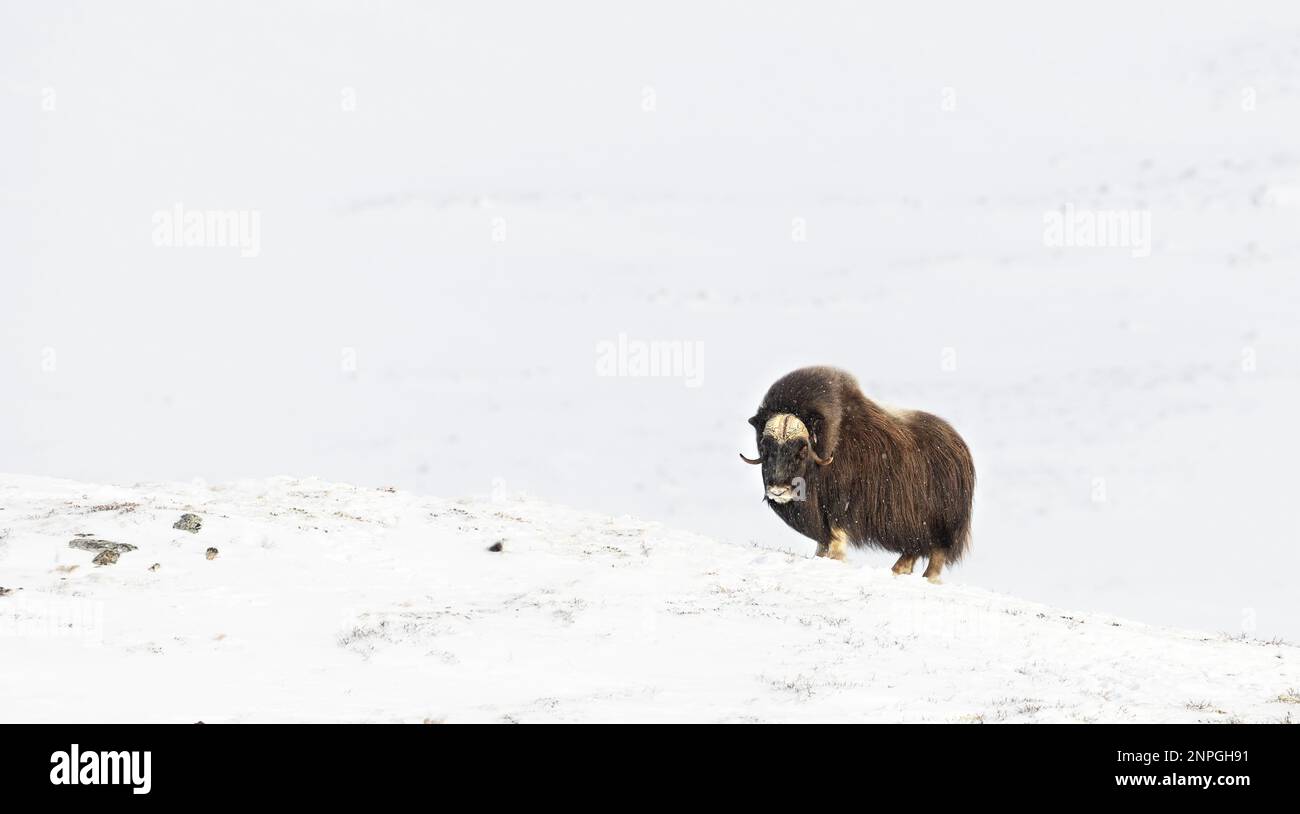 Musk Ox in Dovrefjell mountains in the cold winter, Norway Stock Photo ...