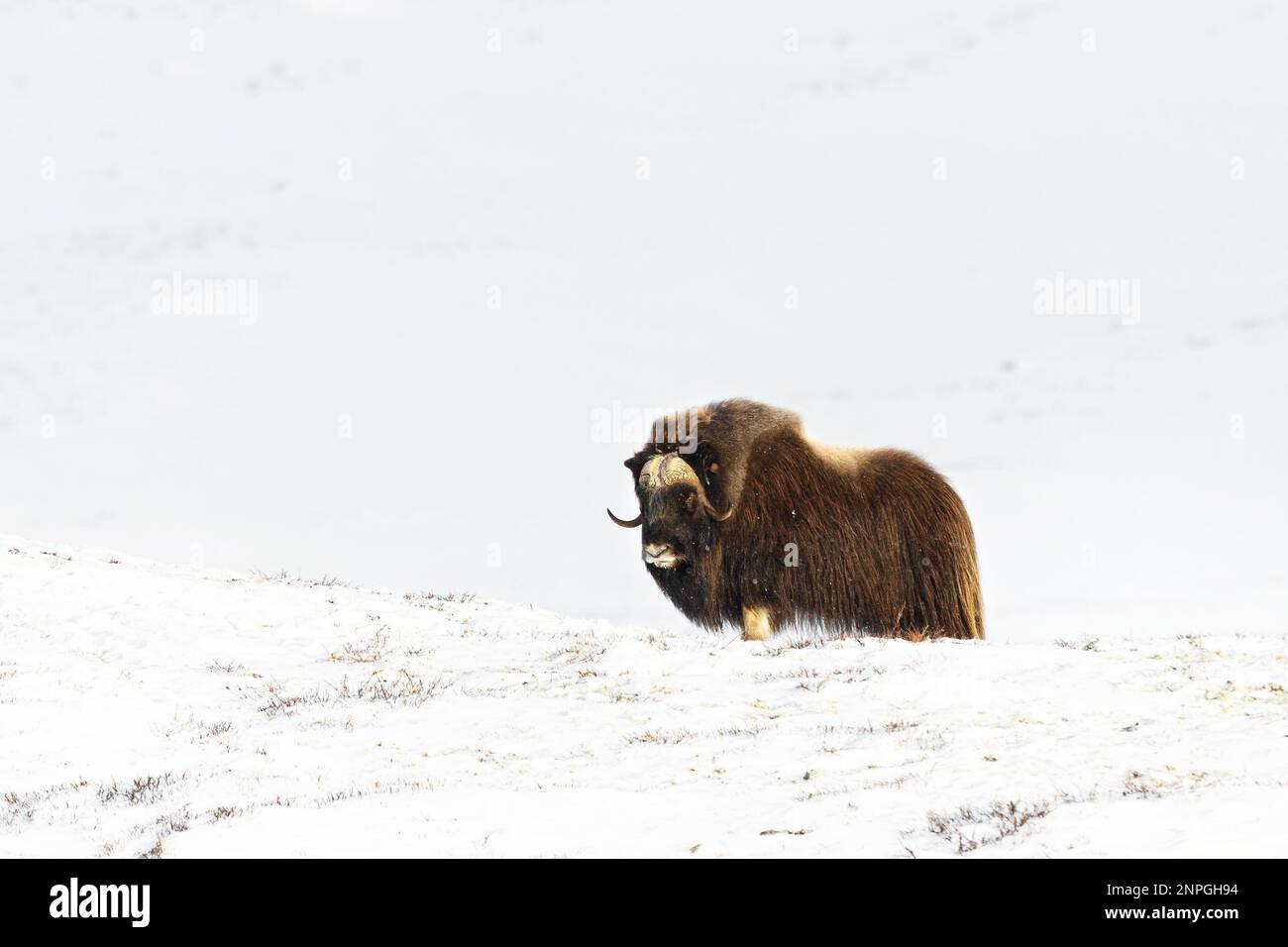 One Musk Ox in Dovrefjell mountains in the cold winter, Norway Stock ...