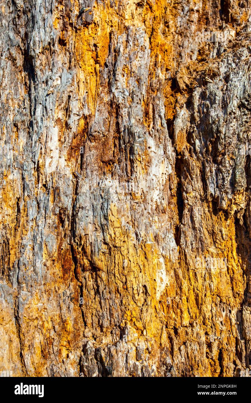 Old rotten wood texture. Colorful abstract background Stock Photo - Alamy