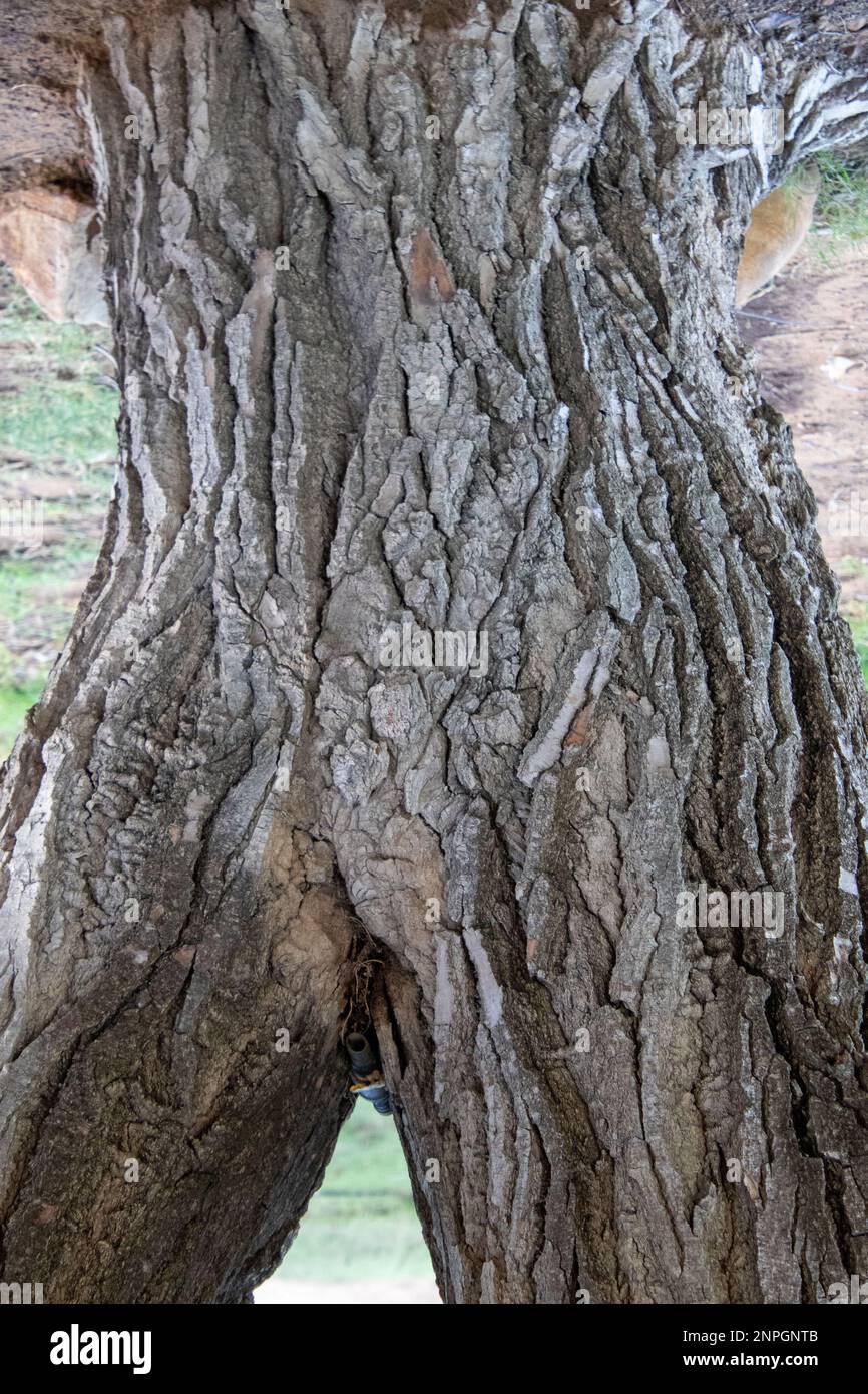A tree stump in the shape of a human Stock Photo - Alamy