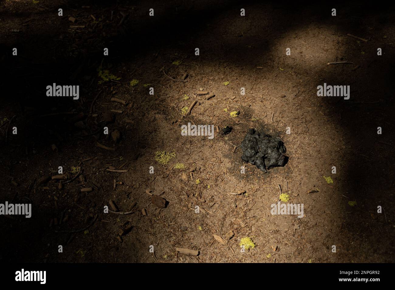 Pile of Bear Scat Highlighted On Trail in Yosemite National Park Stock ...