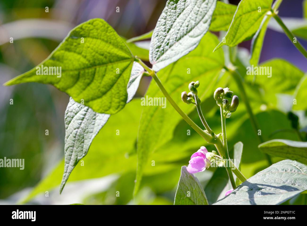 Beans. A flowering bean plant. Phaseolus Stock Photo - Alamy
