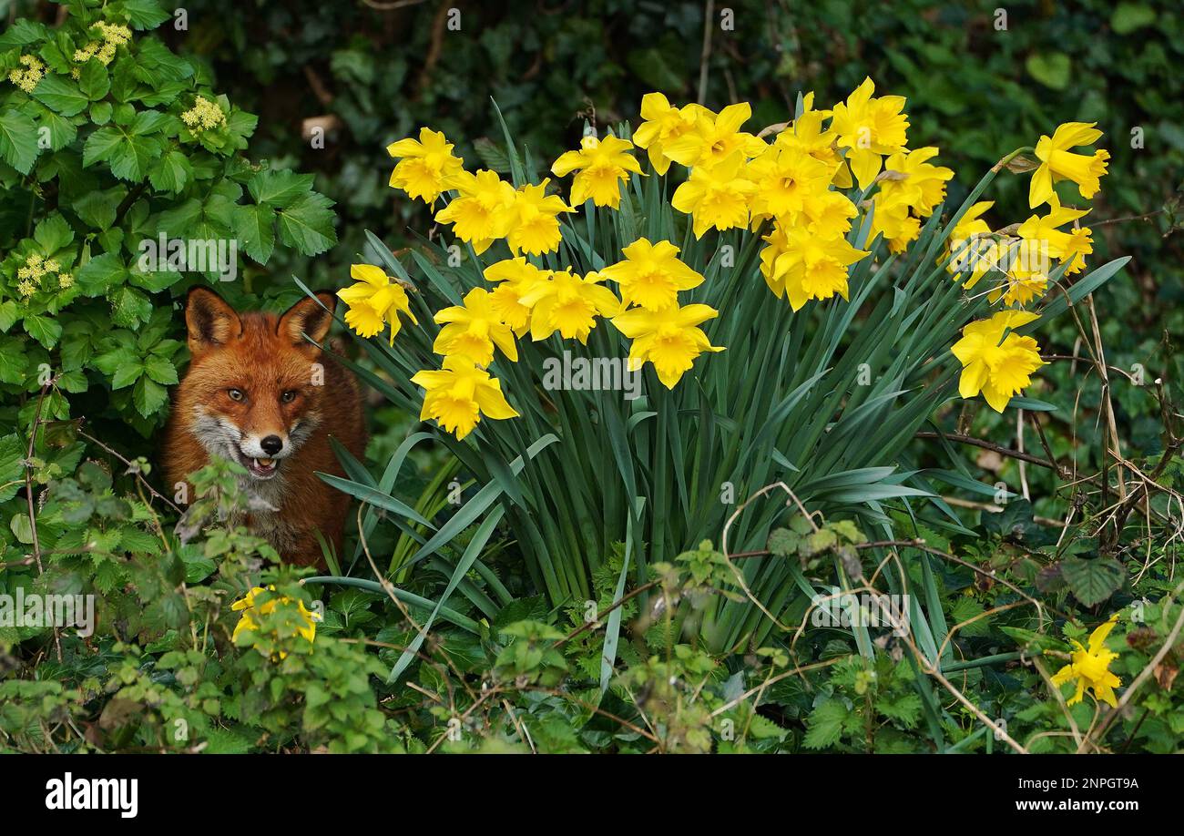 A fox among blooming daffodils on the banks of the Dodder River in ...
