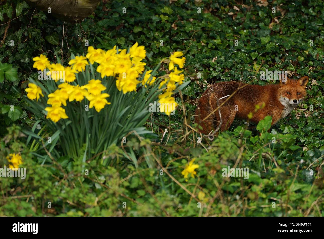 A fox among blooming daffodils on the banks of the Dodder River in ...