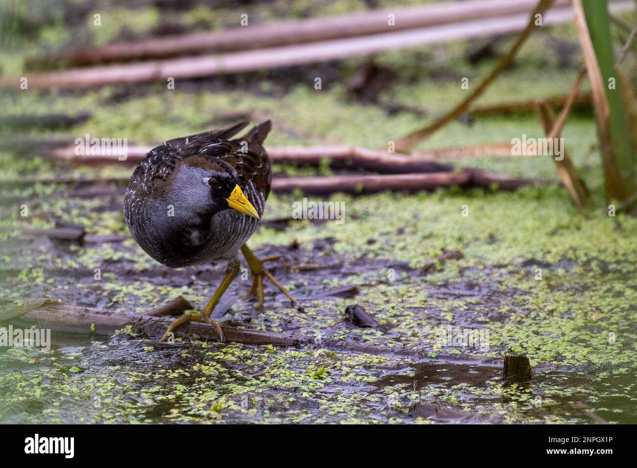 Sora bird hi-res stock photography and images - Alamy