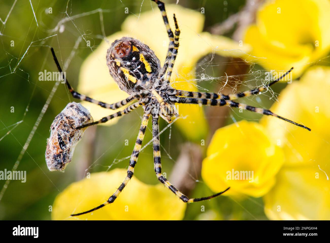 Apider has caught a prey in its web in middle of yellow flowers Stock ...
