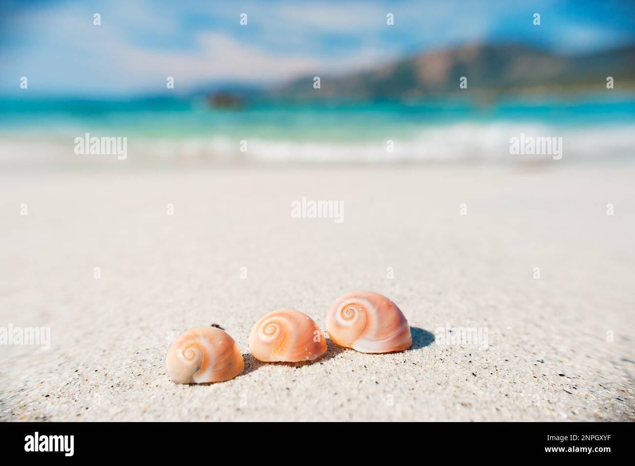 Three shells on the beach in front of the sea, Campulongu beach in ...
