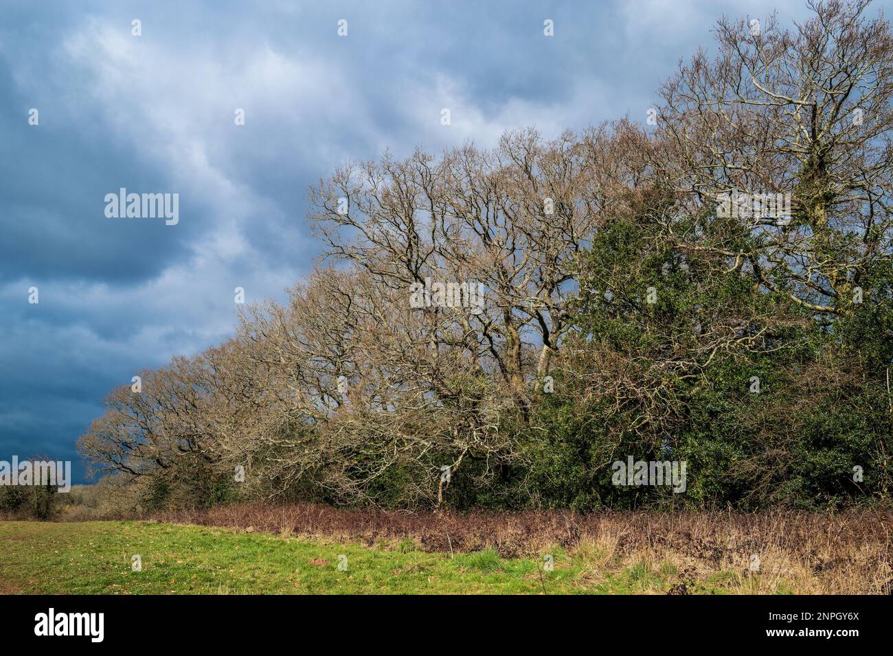 Trees woods stormy sky hi-res stock photography and images - Alamy