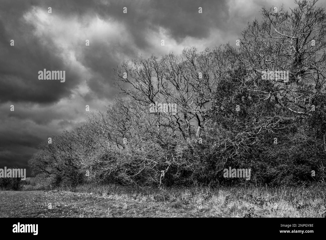 Spooky landscape showing silhouettes of trees on a stormy winter day ...