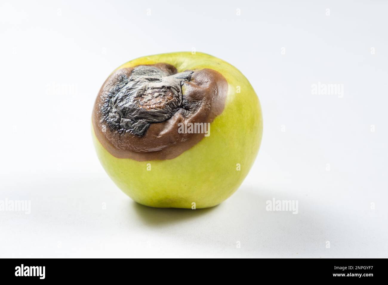 A rotten green apple on white background. Rot on fruit, spoiled fruit ...