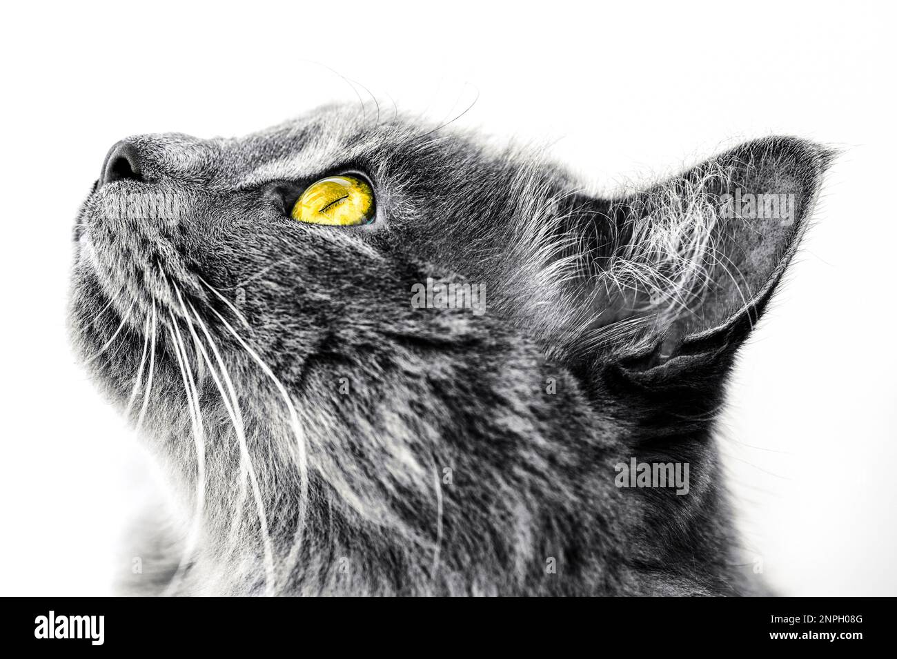 Cat profile with yellow eyes in high contrast black white, isolated ...