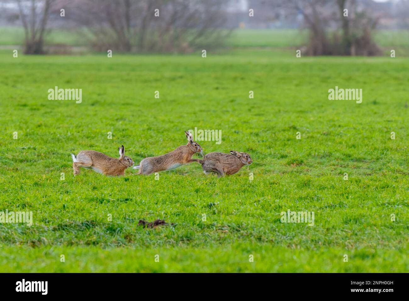 Close up of a group of hares or European hare, Lepus europaeus ...
