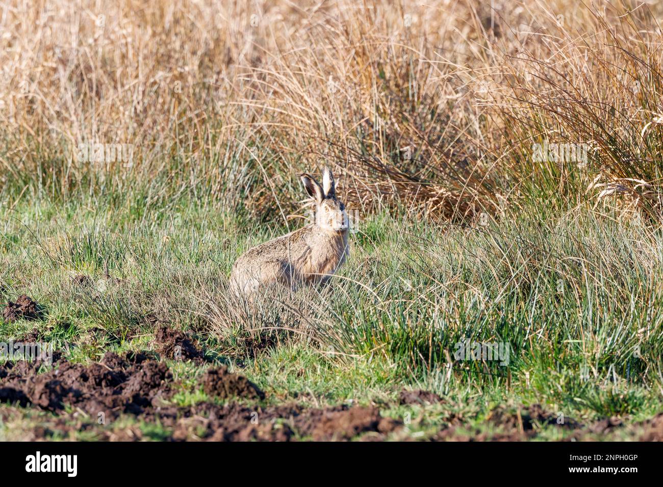 Close up brown hare lepus europaeus hi-res stock photography and images ...