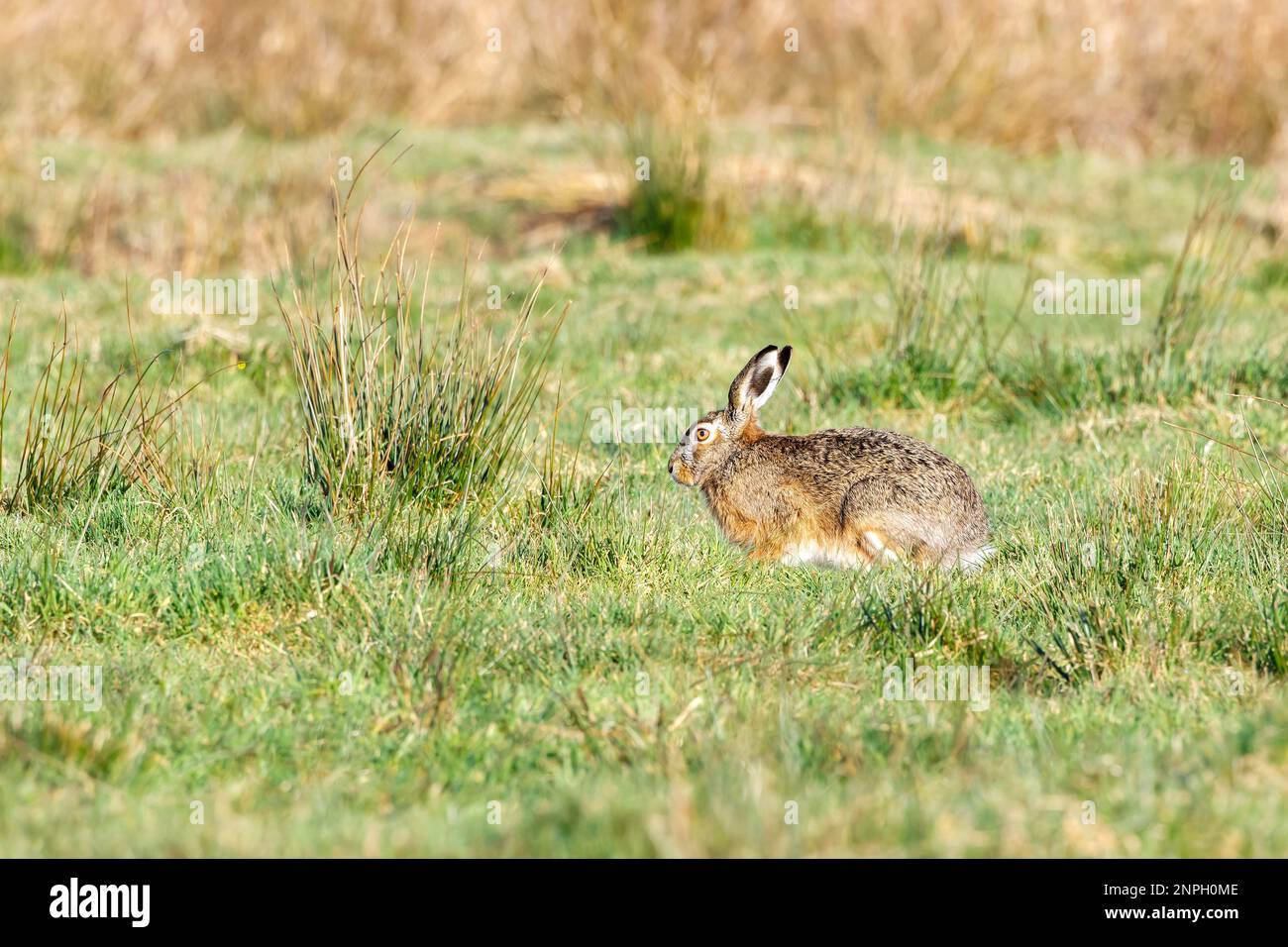 Close up of a hare or European hare, Lepus europaeus, foraging in ...