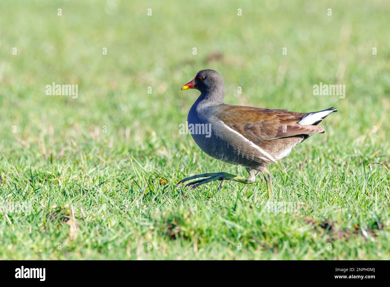 Close up of a Moorhen, Gallinula chloropus, looking back and running ...