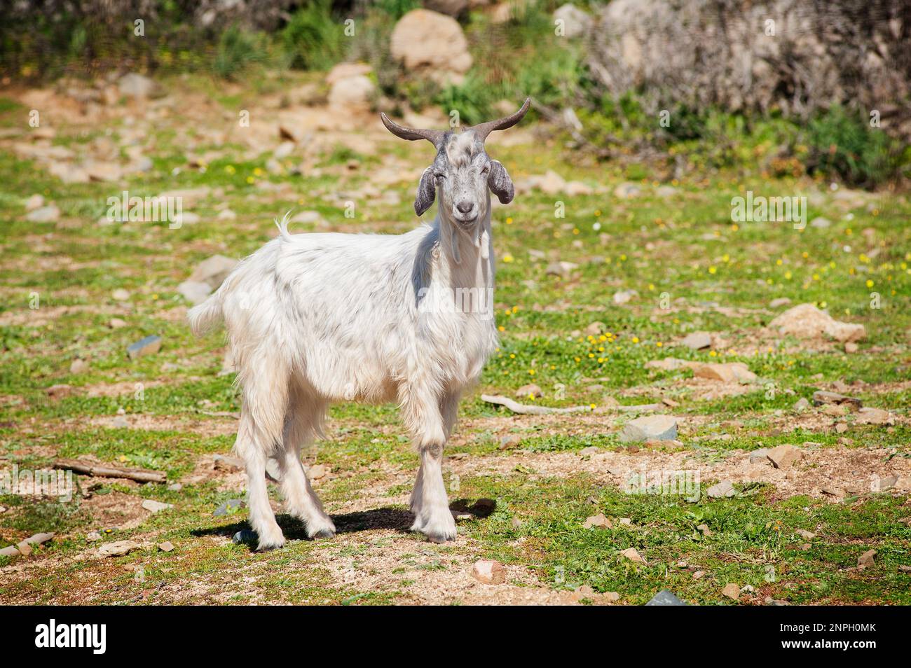 White gray goat standing in the Sardinian countryside Stock Photo - Alamy