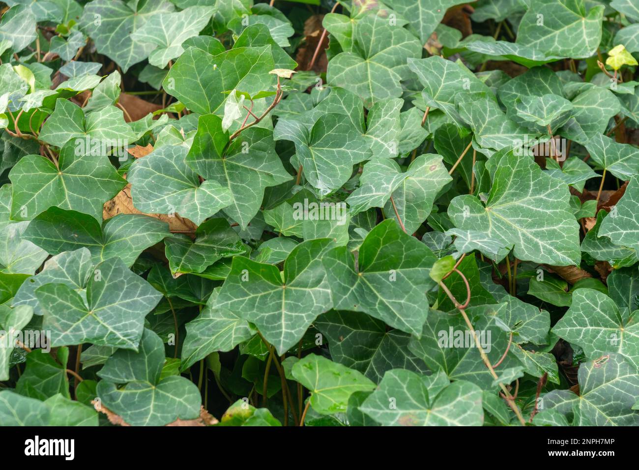 Green hedera ivy ivies plants creating a texture background Stock Photo ...