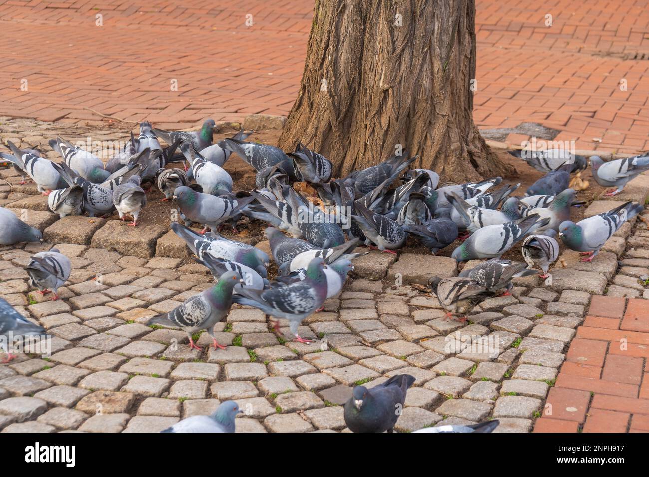 Flock Of Pigeons And Doves At Street Stock Photo - Alamy