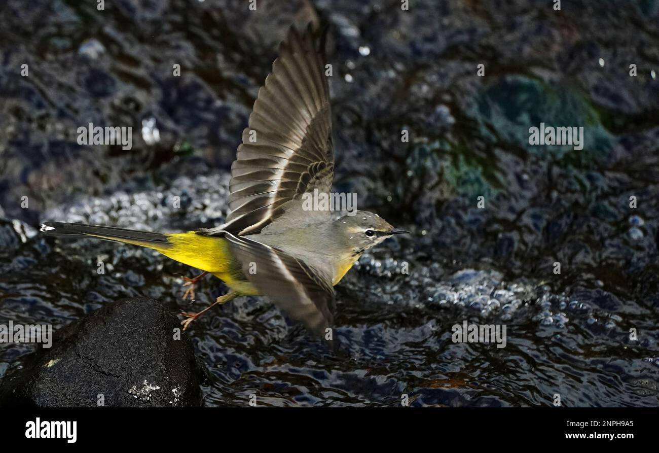 A grey wagtail takes flight on the Dodder River in Dublin. Picture date ...