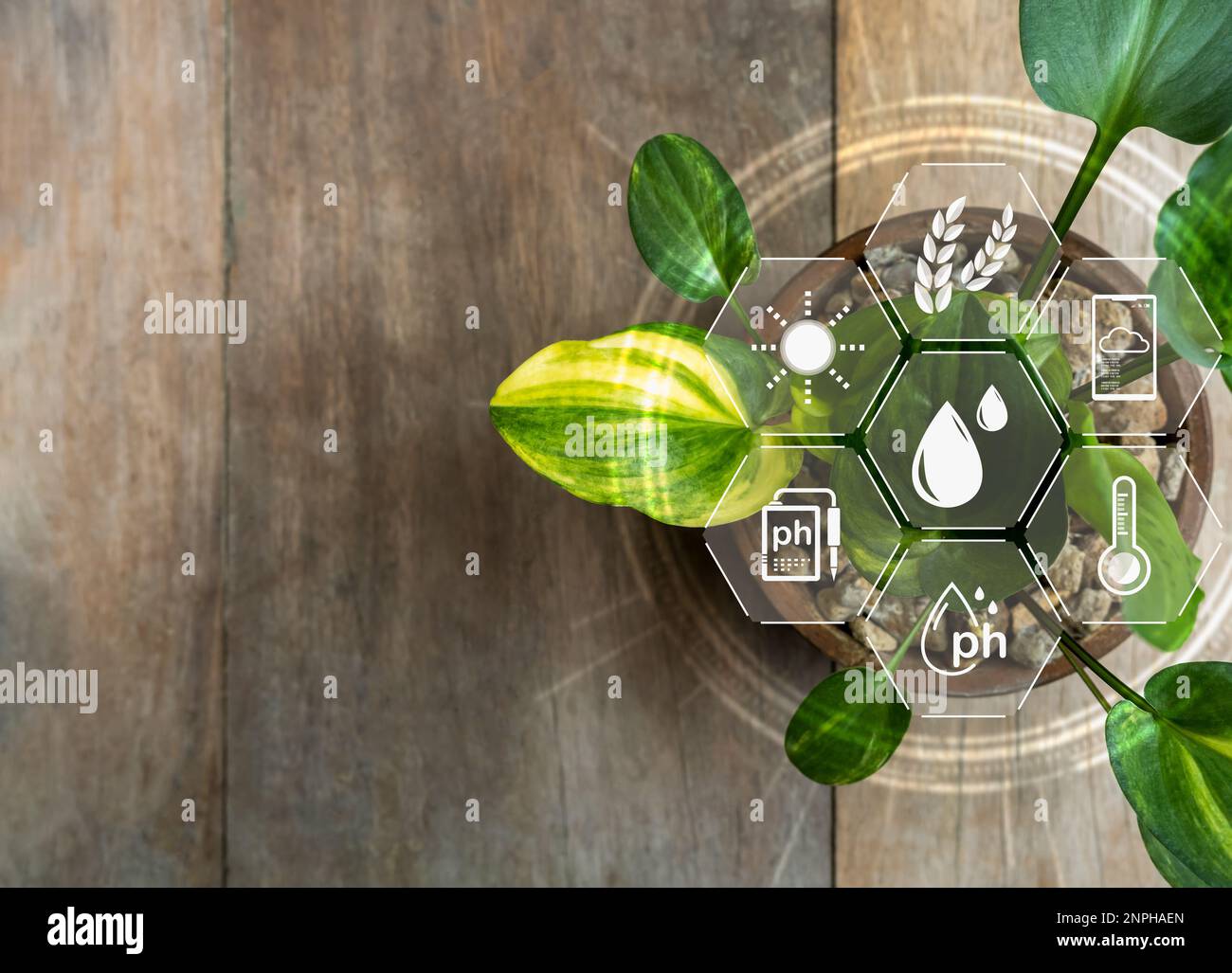 Innovation technology and agricultural growth concept. Green planting ...