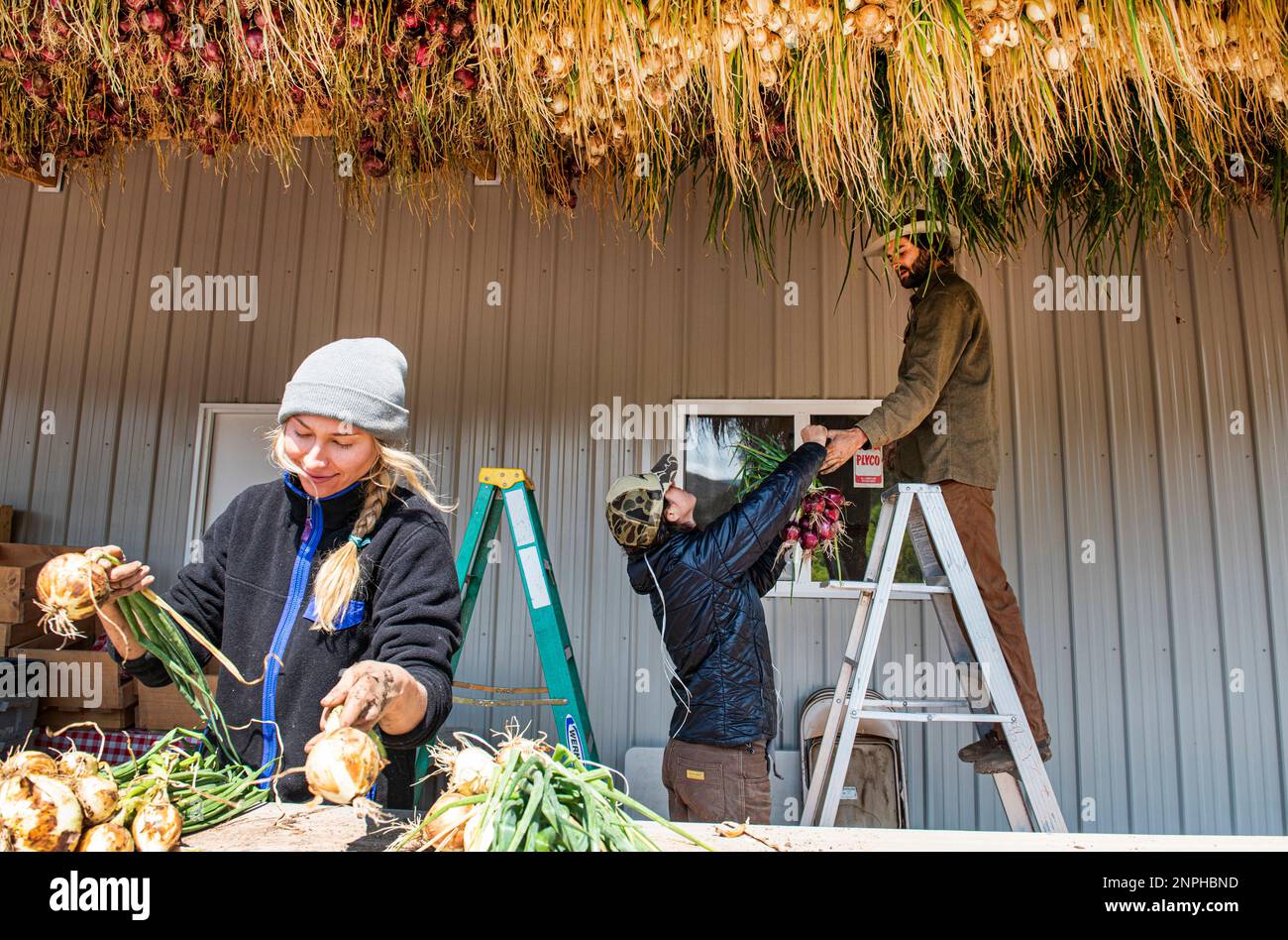 Courtney Pascal, left, ties bunches of onion as Emma Geddes hands ...