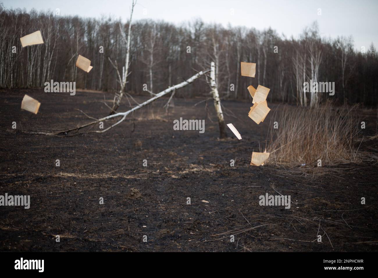 Scattered photos hi-res stock photography and images - Alamy