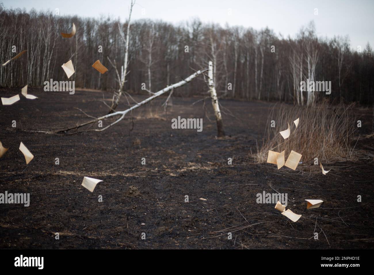Scattered pages of a book fluttering in the wind; against the backdrop ...