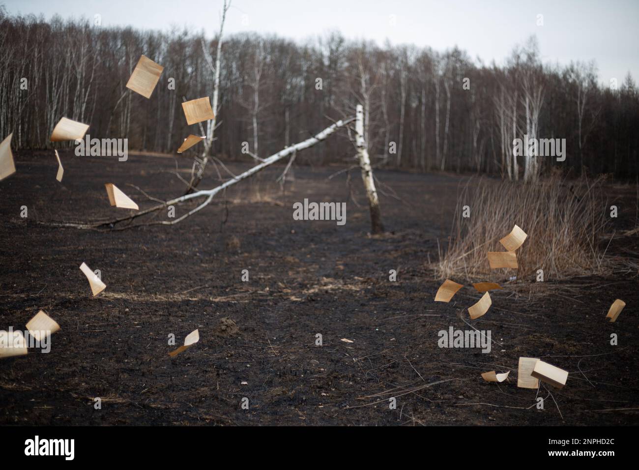 Scattered photos hi-res stock photography and images - Alamy