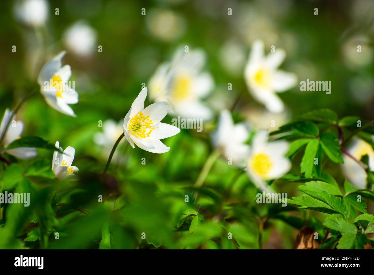 Wood anemone in forest hi-res stock photography and images - Alamy