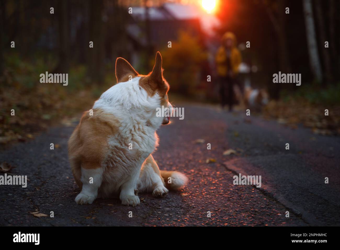 Welsh Corgi Pembroke dog sitting on the road at sunrise, looking back ...