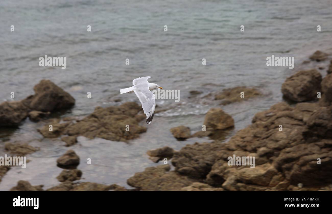 big white seagull flying over the rocks by the sea photographed from ...