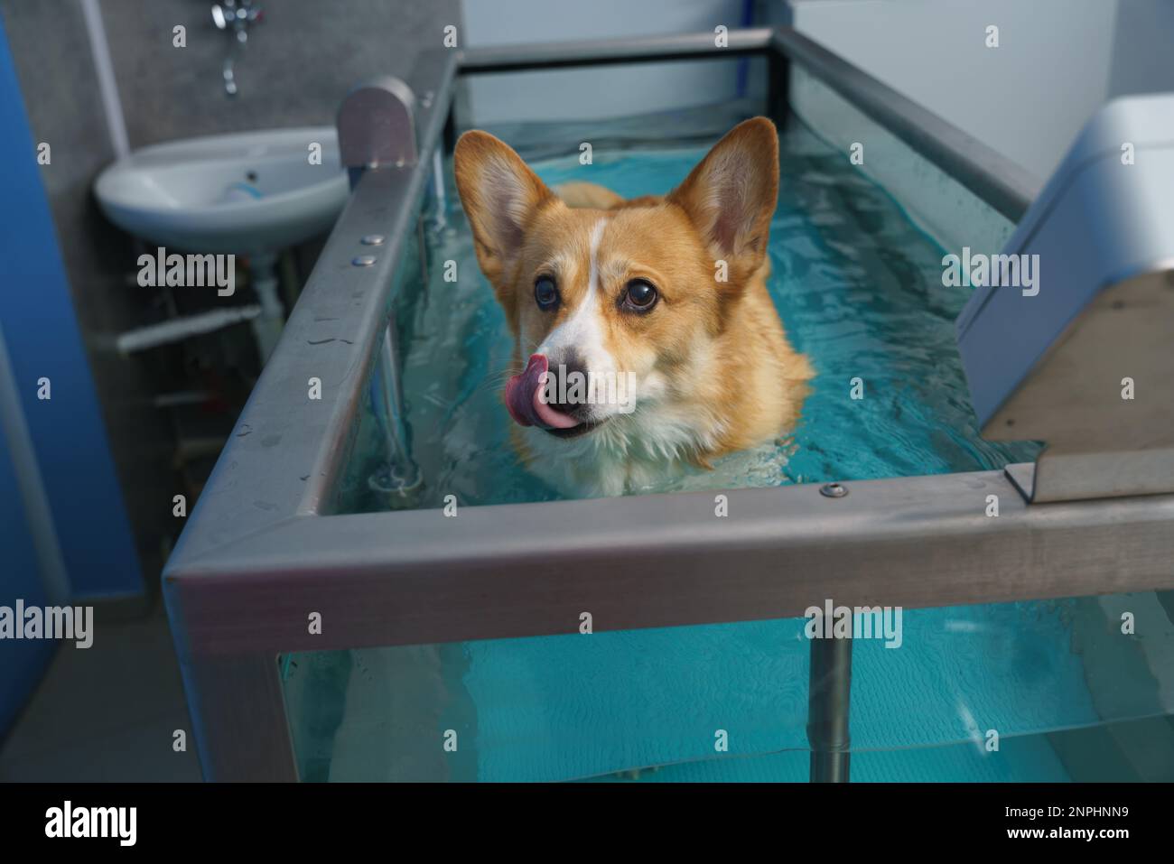 Dog rehabilitation on a water treadmill. animal health Stock Photo - Alamy