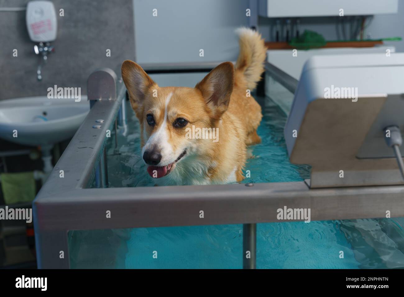 Dog rehabilitation on a water treadmill. animal health Stock Photo - Alamy