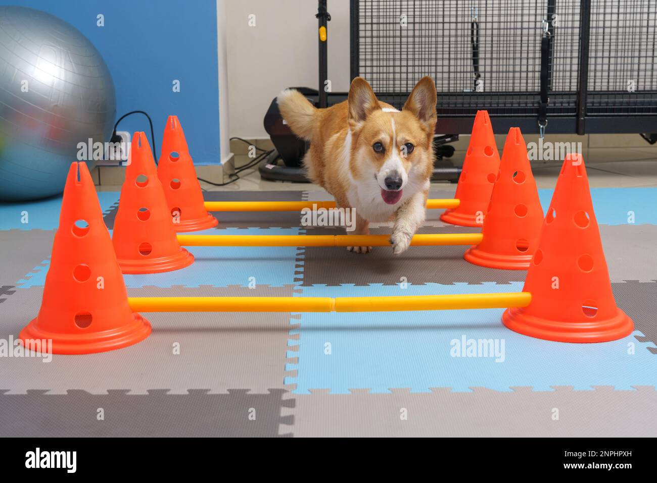 Dog rehabilitation under human care. Animal health Stock Photo - Alamy