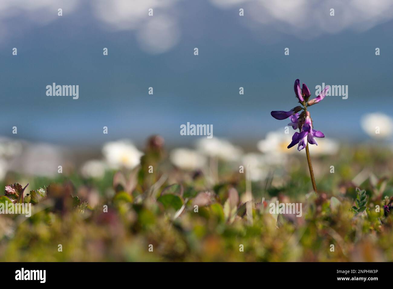 Close up on a purple, common flower. Alpine Milk-vetch in early June ...